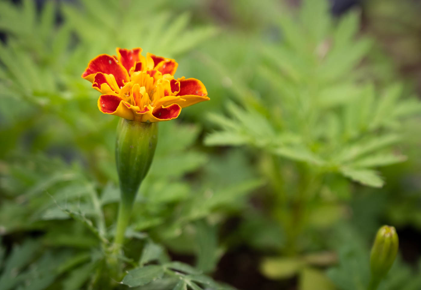 Goodbye Garden Congregation – Take Note – Reflections on life, music ...