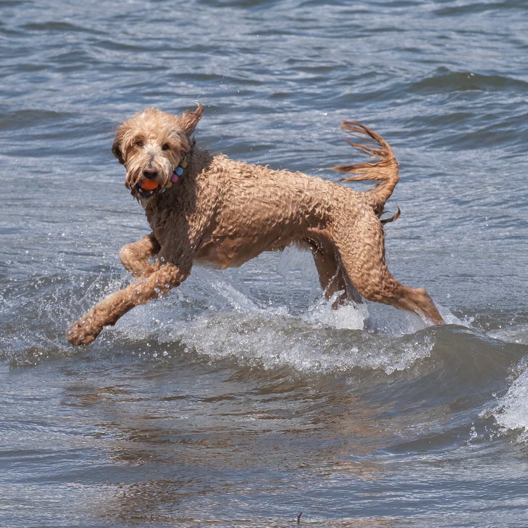 The Belle of the Ball, by Juno – Take Note – Reflections on life, music, politics, retirement ...