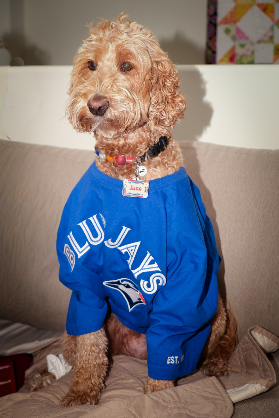Picture the pitchers’ dogs — by Juno, baseball fan dog extraordinaire ...
